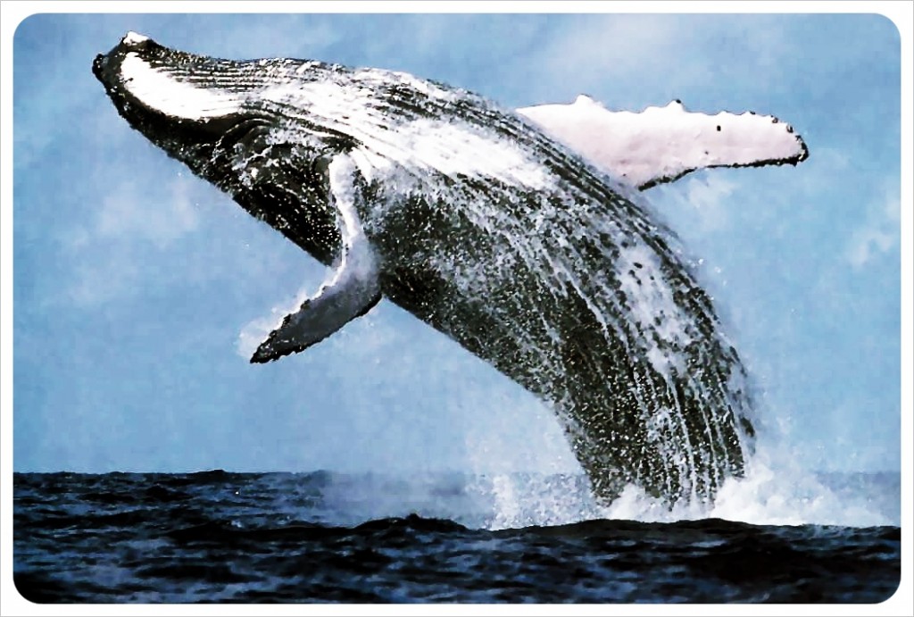 Whale Watching in Monterey Bay