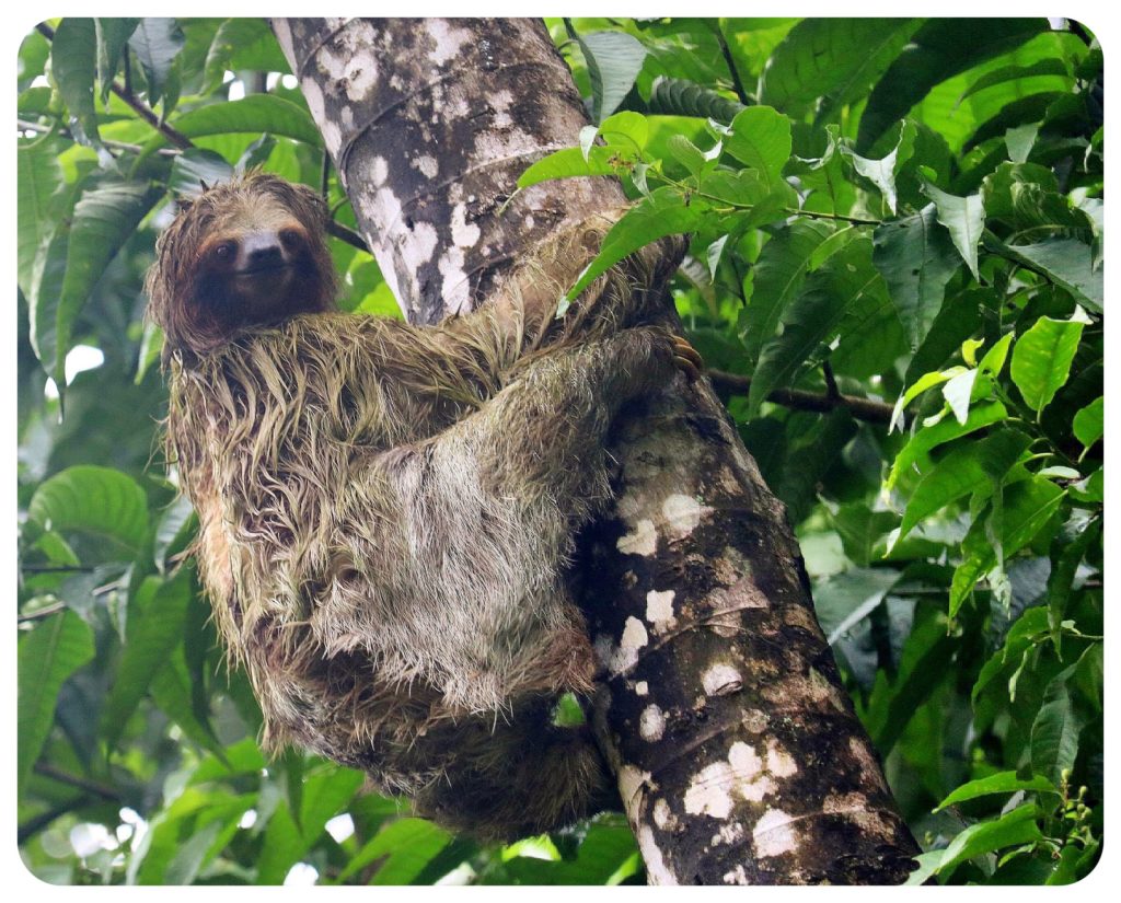 Everything you need to know before visiting Manuel Antonio